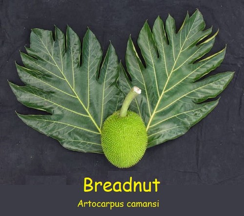 ~BREADNUT~ Artocarpus Camansi Breadfruit Tree Live fruit tree potd ...