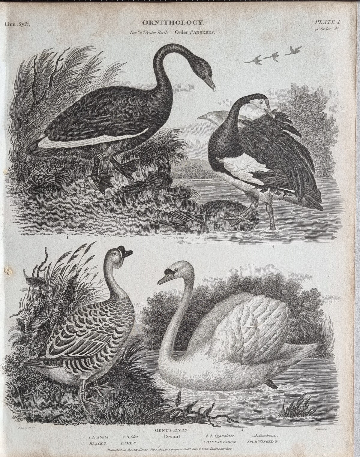 1811 DATED ANTIQUE BIRD PRINT ORNITHOLOGY WATER BIRDS BLACK SWAN ...