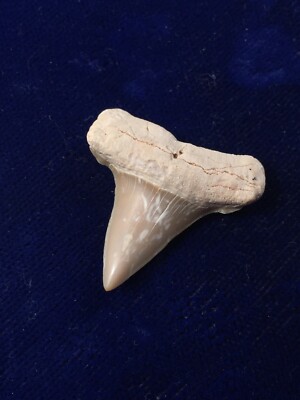 Macrorhizodus praecursor Fossil Great White Ancestor Shark Tooth ...