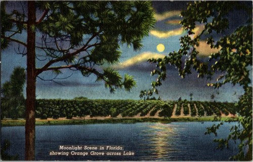 State of Florida FL : NATURE SCENE j/09 BH2481 | eBay