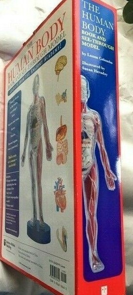 Human Body See-Through Model Kit - Vintage Becker & Mayer Educational ...