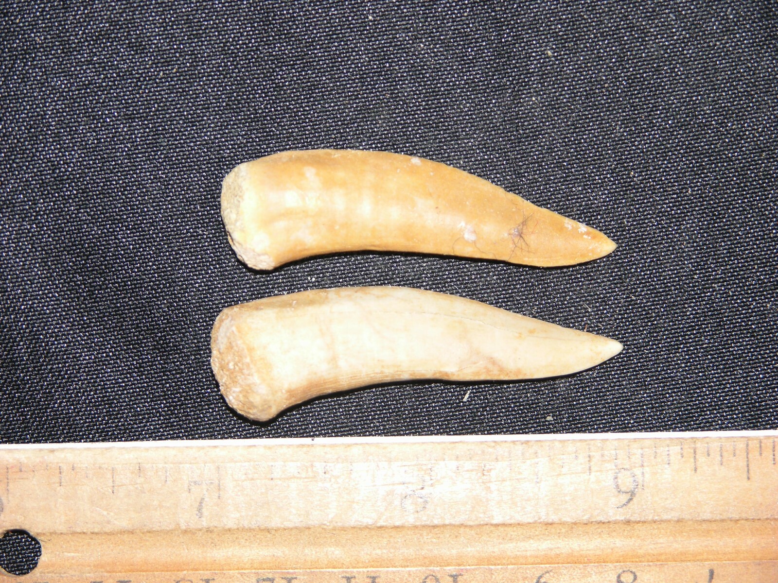 Saber tooth Herring fossil teeth Enchodus Cretaceous (lot of 2) T153 | eBay