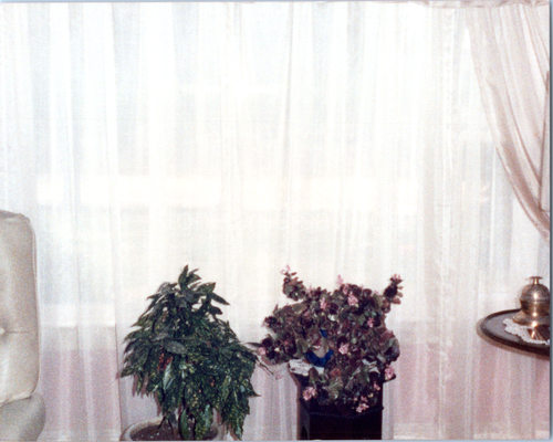 Vintage 1980s Found Photo - Indoor House Plants Flowers Bloom Under The ...