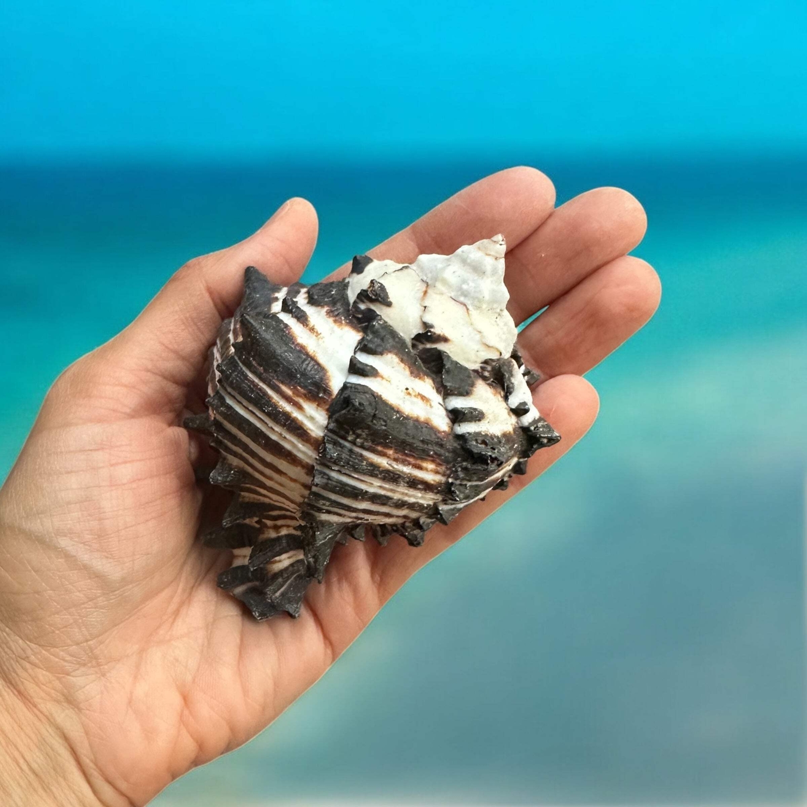 Large Conch Seashell Black White Spiky Rare Big Decorative Sea Shell ...