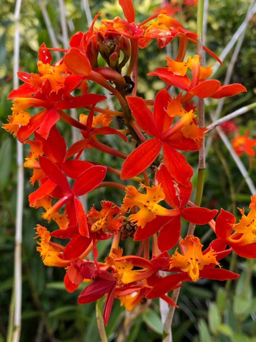 Orange Orchids