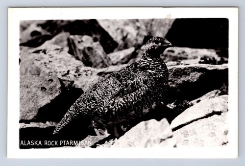 RPPC RARE ALASKA ALASKA ROCK PTARMIGAN BIRD 1940s POSTCARD AP | eBay