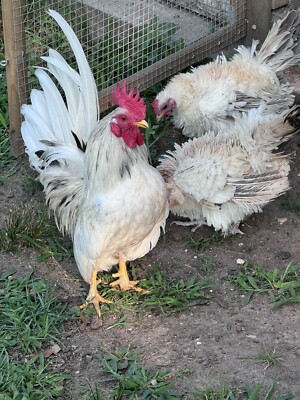 Poultry - Serama Eggs