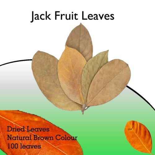 60 Pcs Dried Jack Fruit Leaves Organic Bio Film Shrimp Aquarium Ceylon ...