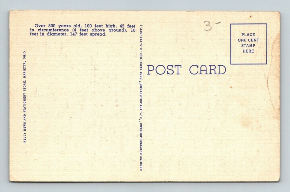 Marietta OH-Ohio, Largest Elm Tree In US Route 21 & 77 Vintage Souvenir ...