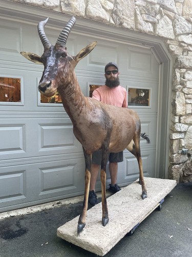 Beautiful Vintage African Topi Full Body Mount Taxidermy Cabin Man Cave ...