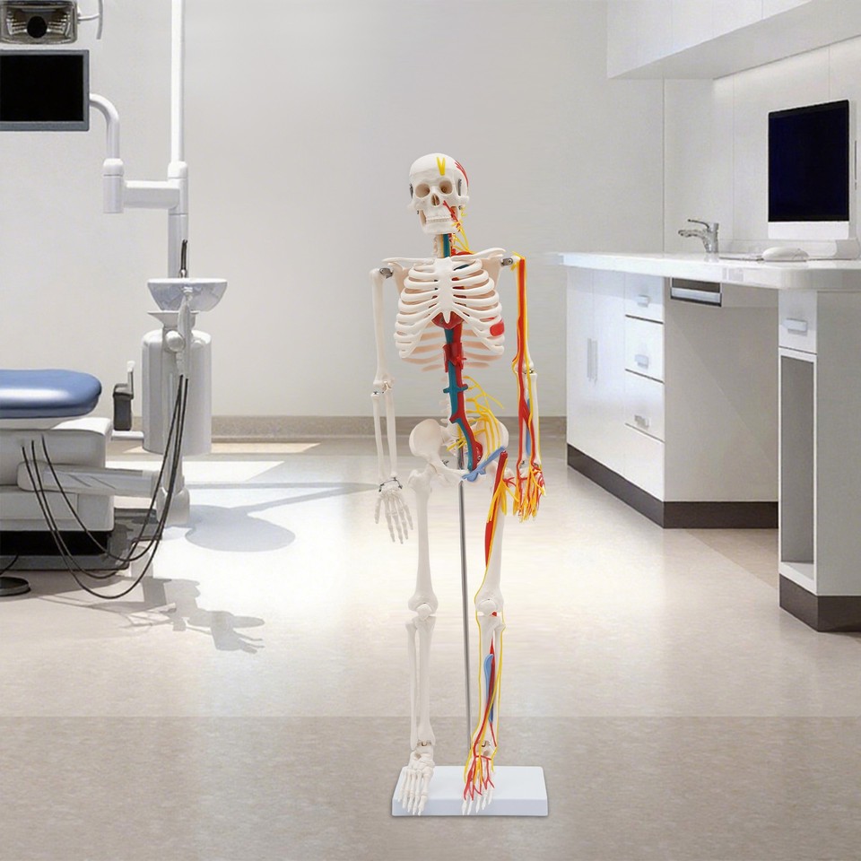 Human Skeleton Model PVC Skeleton Model For Medical Classrooms ...