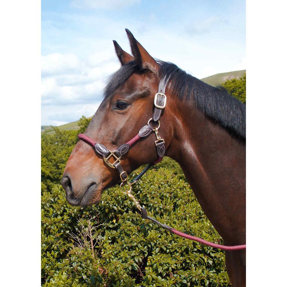 Control & Comfort: Anatomic Leather Headcollar for Horses & Ponies ...