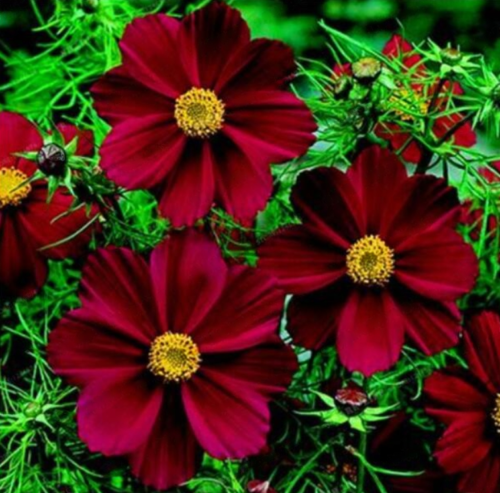 200 Dark Red Cosmos Seeds Cosmos Bipinnatus Calliopsis Seed Garden ...