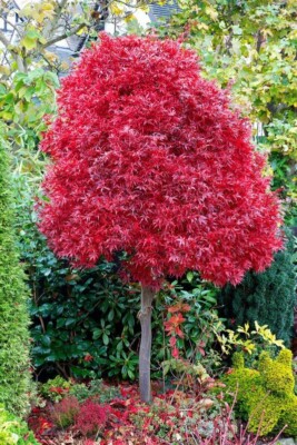 Acer Tree Twombley's Red Sentinel Japanese Maple 3L Pot 60cm Plants to ...