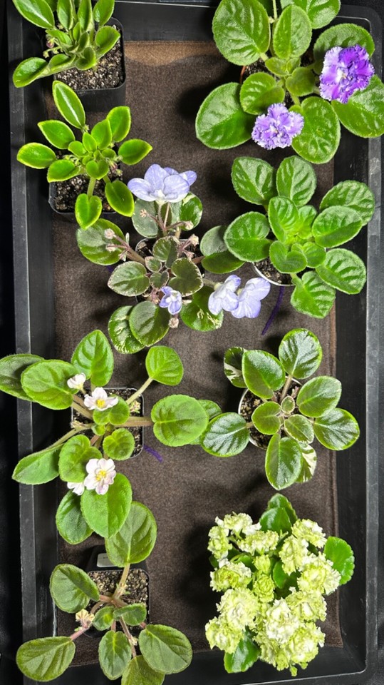 African Violet plant: IRISH FLIRT (semiminiature) | eBay