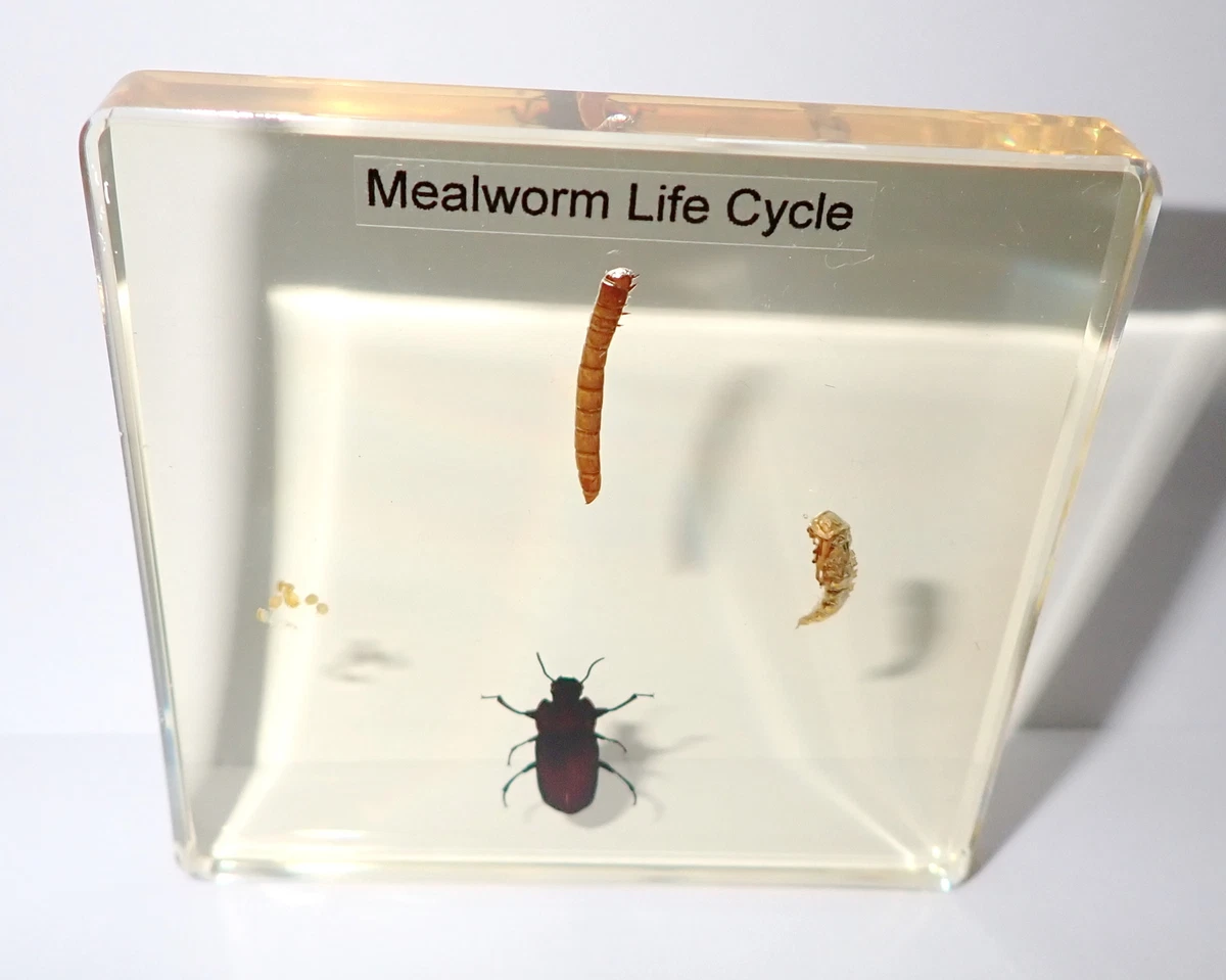 Mealworm Beetle Life Cycle
