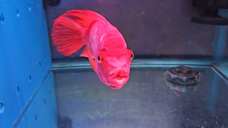 Female Super Vip Golden Base King Kamfa F1 Eggs & Fry Proven Flowehorn ...