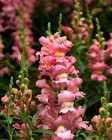 Snapdragon Snaptastic Pink 500 seeds | eBay