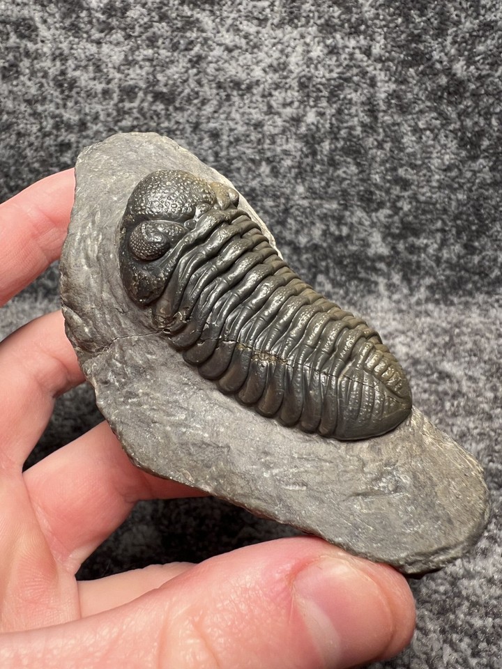 Moroccops sp. Trilobite Fossil – Stunning, Highly Detailed Specimen | eBay
