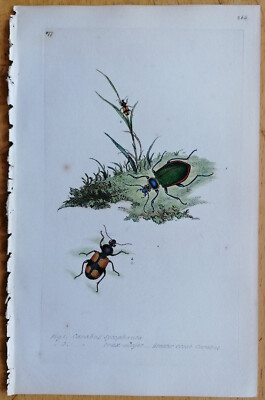 Donovan Insects Beetle Rare Colored Print Carabus sycophanta - 1792 | eBay