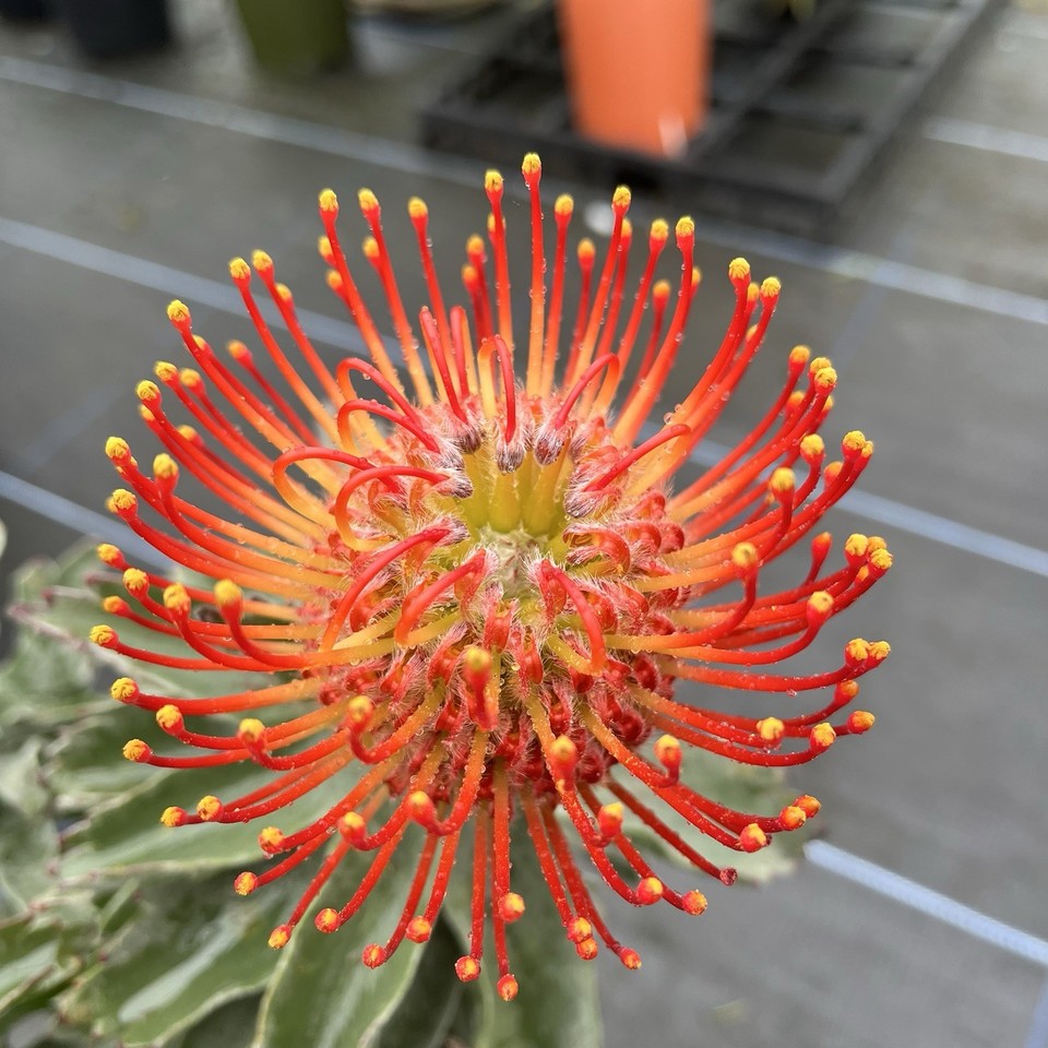 Leucospermum Ayoba Red - Pin Cushion Flower - Stunning Red flowers ...