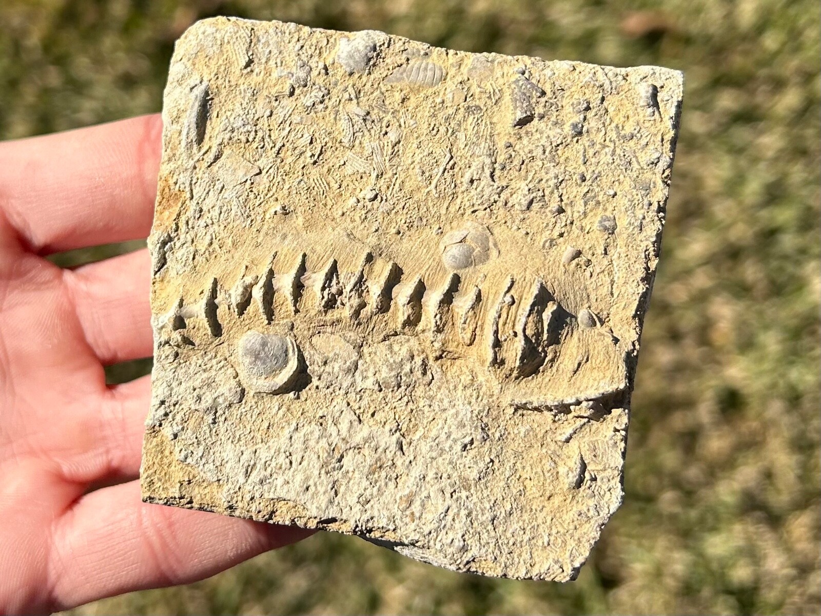 Alabama Fossil Archimedes Screw & Other Fossils in Matrix Mississippian ...