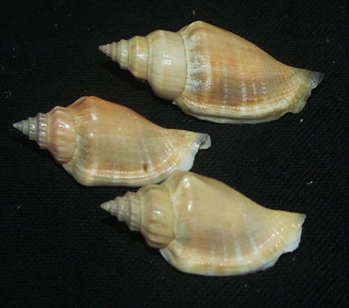 42-52 mm 3 Pcs Strombus Labiatus Conch Seashell + operculum Combine ...
