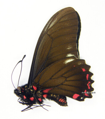 Unmounted Butterfly/Papilionidae - Mimoides phaon therodamas, male ...