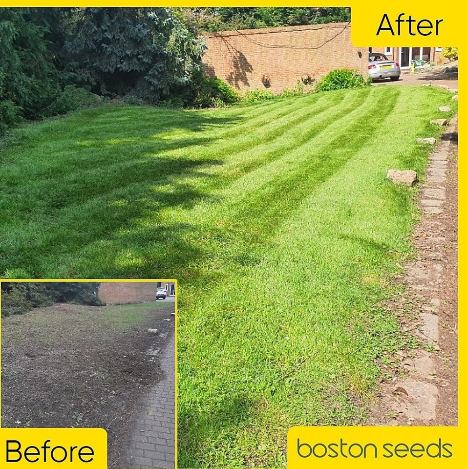 2kg Boston Seeds BS Economy Grass Seed FREE DELIVERY | eBay UK