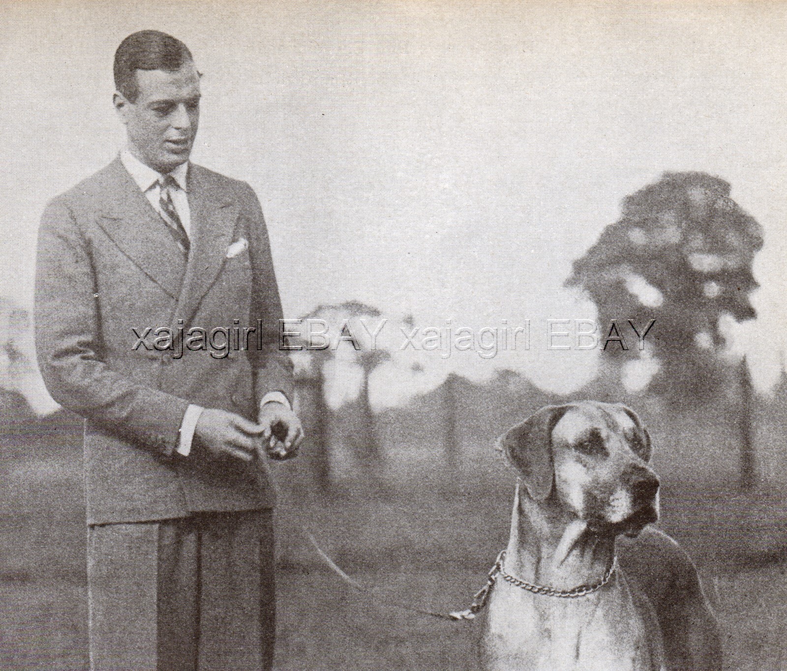 DOG Great Dane Champion (Named) & Prince | Grelly UK