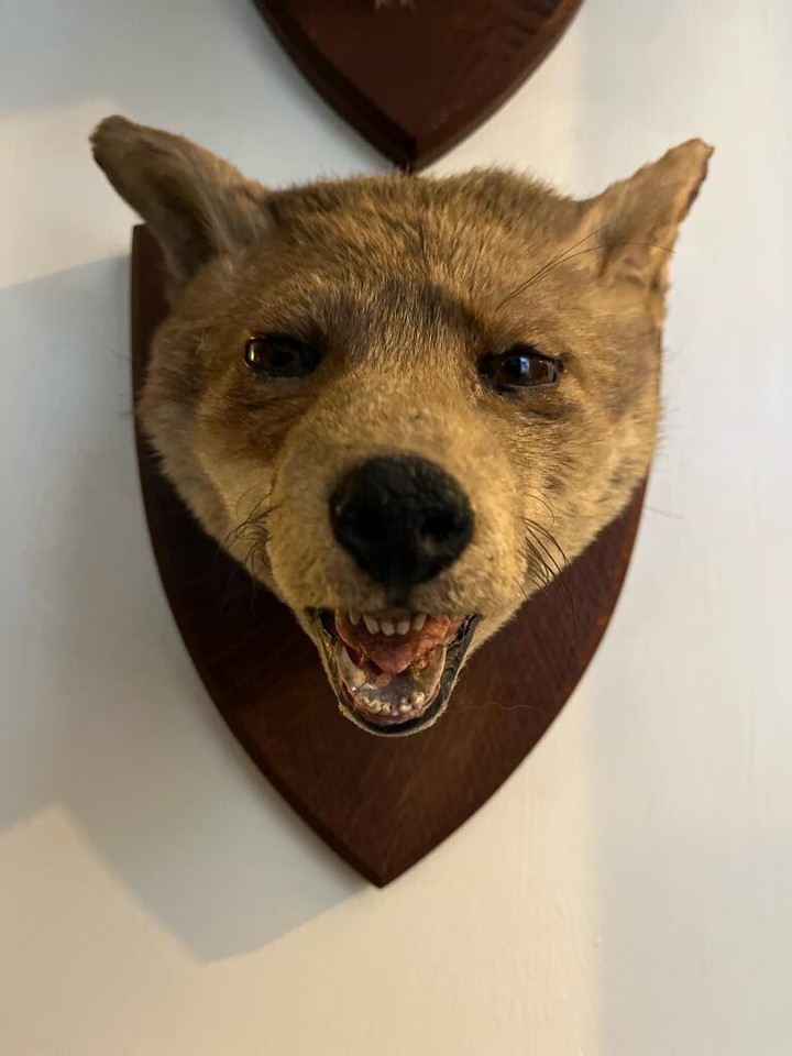 Pair of Taxidermy Fox Heads | eBay UK