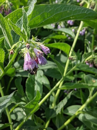 Comfrey root crowns - great for attracting pollinators, composting ...