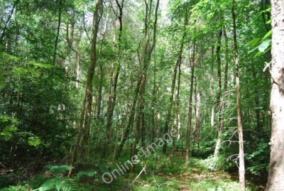 Photo 6x4 Woodland, Marley Common Haslemere c2010 | eBay UK