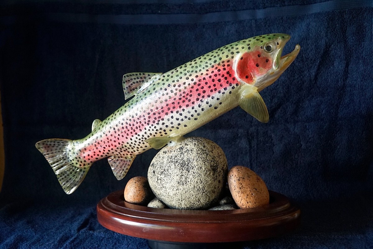 Rainbow Trout Fish Drawings