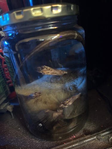 wet specimen rat | eBay