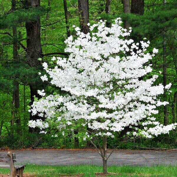 White American Flowering Dogwood Tree Seeds (Cornus florida) Fall Color ...