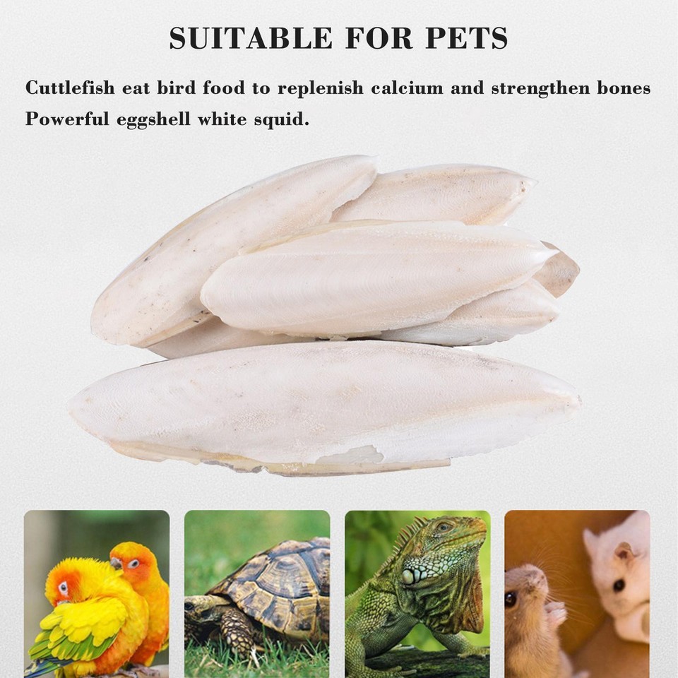 1 bag Cuttlebone Cuttlefish Bone Sepia Cuttle Fish Bird Pickstone ...