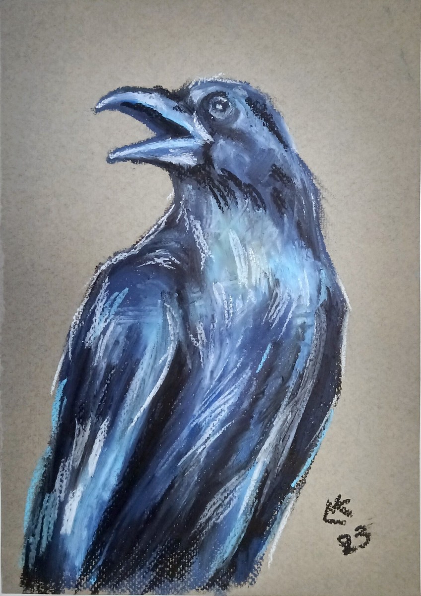 Raven Bird Drawing