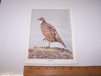 1902 Copyrighted Color Plate BOB WHITE Printed Paper Book Illustration ...