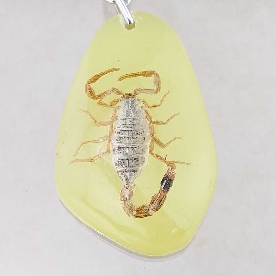 CSc1 Resin real Taxidermy Striped Bark scorpion Key Chain curiosities ...