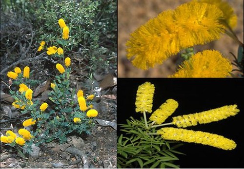 Acacia drummondii ssp drummondii - Dwarf Wattle - 30 Seeds | eBay Australia