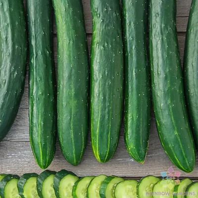 25+ Burpless Tasty Green Cucumber Seeds for Garden - USA - FREE ...