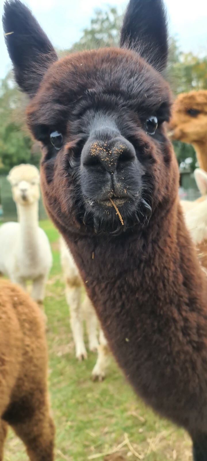 Alpaca Manure Fertiliser garden soil plant vegetable high NPK 450g ...