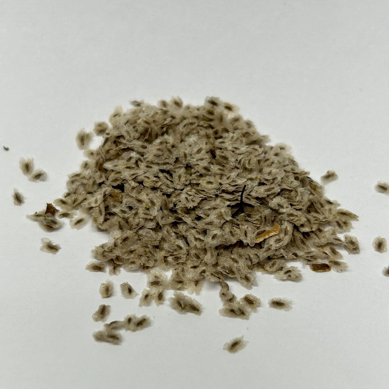 Empress Tree Bonsai Tree Seed Pack Paulownia Tomentosa, Princess Tree ...