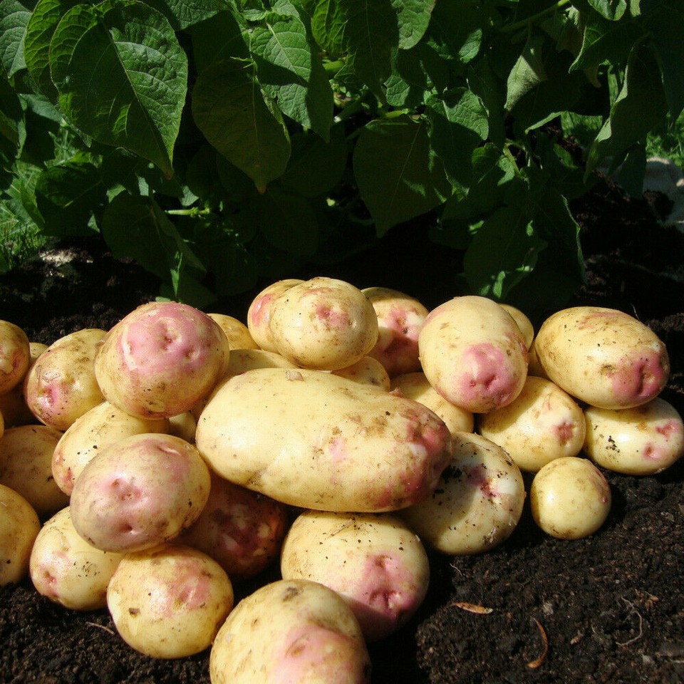Seed Potatoes 70+ Varieties - Scottish Basic Seed Potatoes X20 Tubers ...