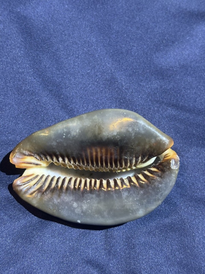 Beautiful Rare Large Cypraea Mauritiana Hawaiian Humpback Cowrie Shell ...