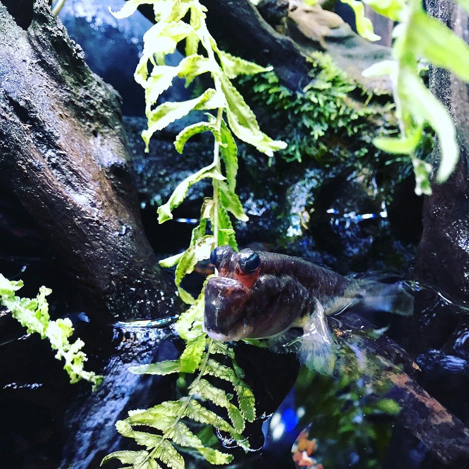 SEACHEM PRIME DECHLORINATOR AMMONIA NITRATE REMOVER AQUARIUM WATER FISH ...