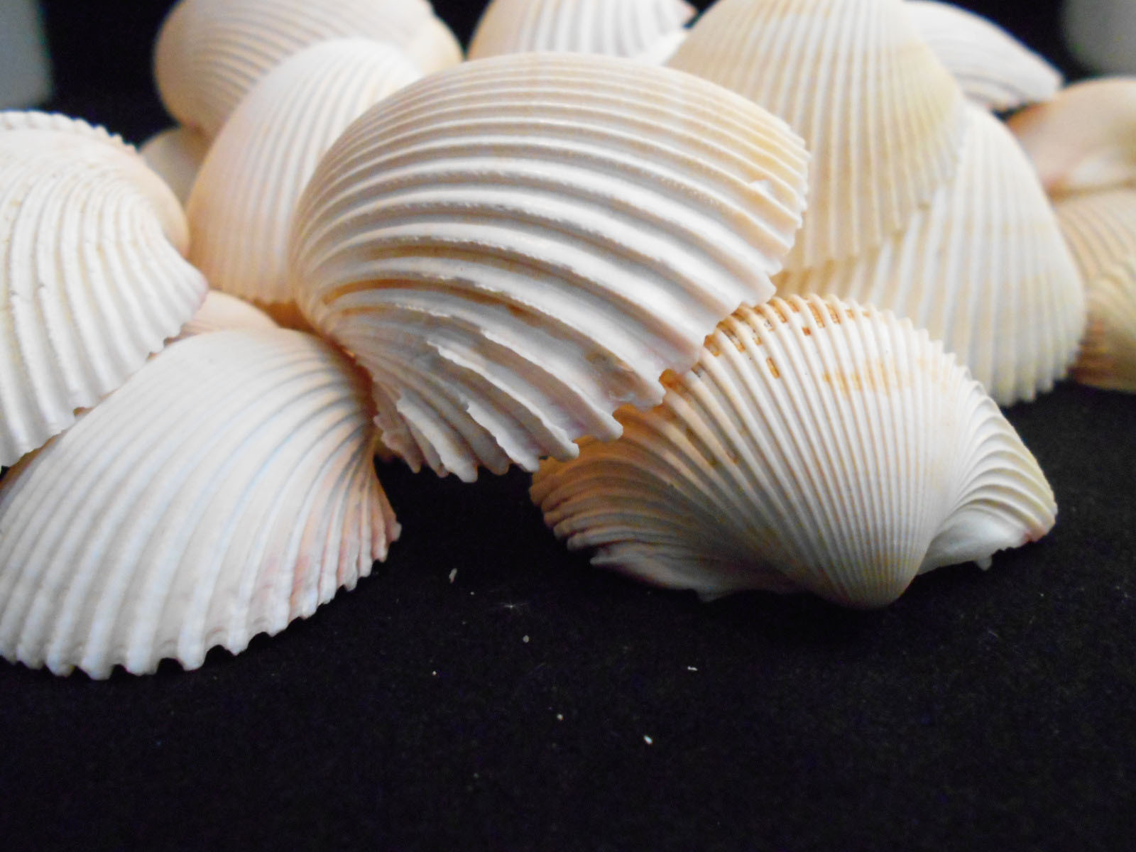 24 Beautiful Rose Cockle Shells 1-2" Beach Wedding Crafts Nautical ...