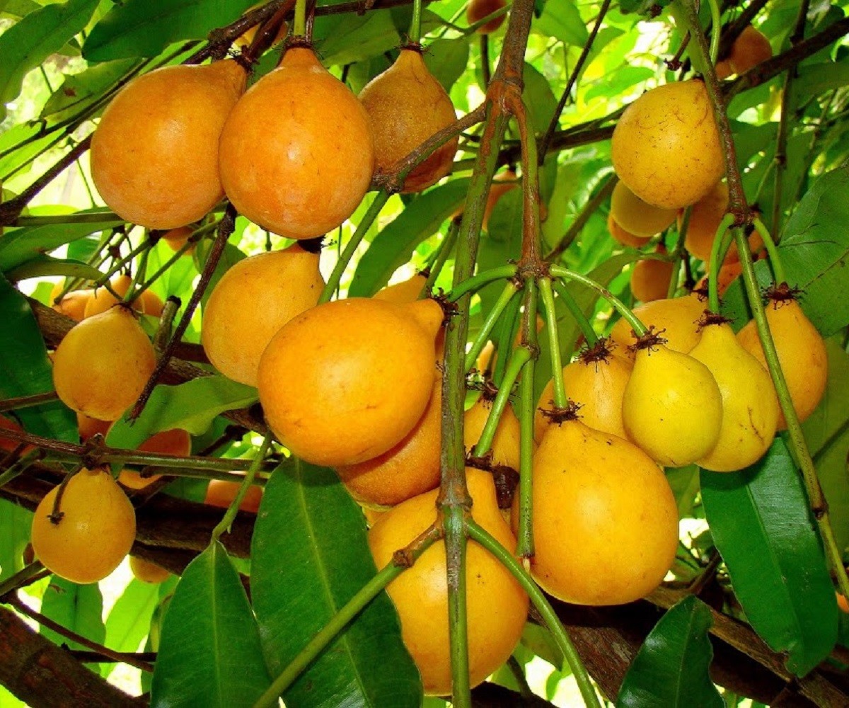 ~Achachairu~ Garcinia humilis ~HONEY KISS~ Fruit Tree Live small ...