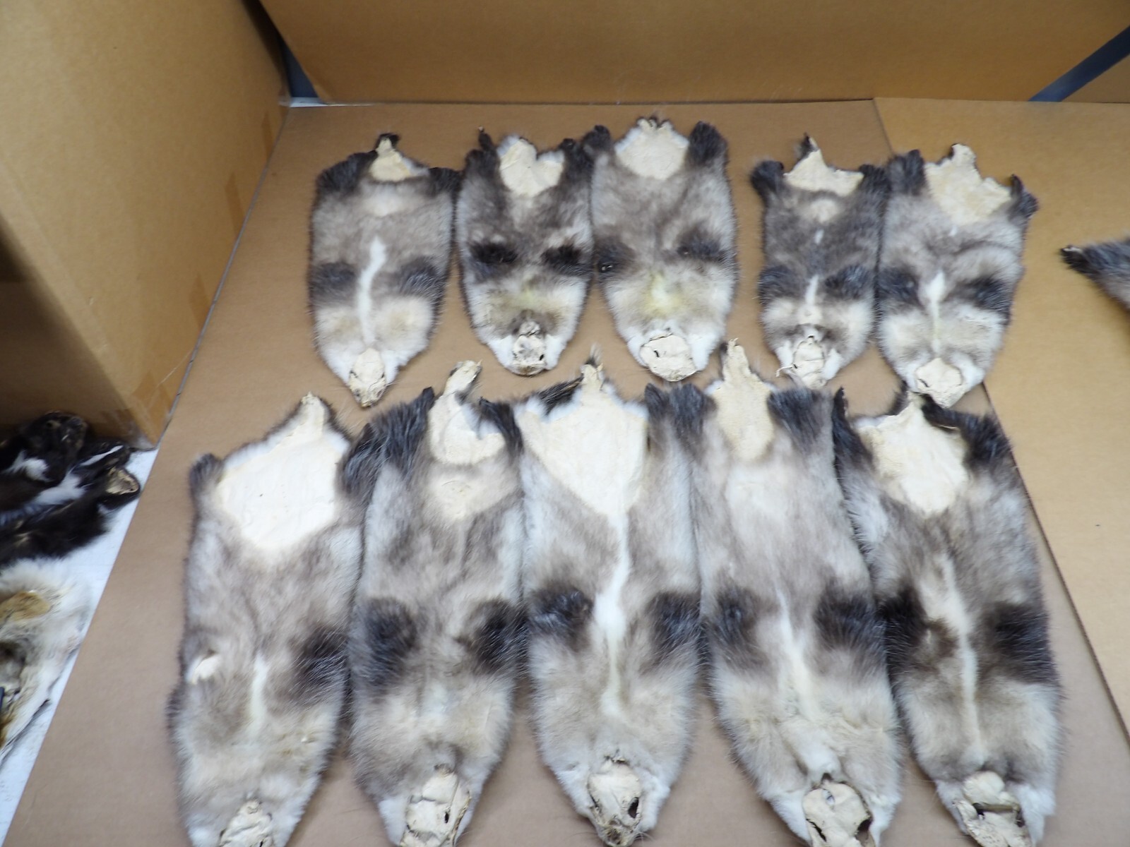 Professionally Tanned #1 L Opossum Hide/Furs/Taxidermy/Crafts/Real USA ...